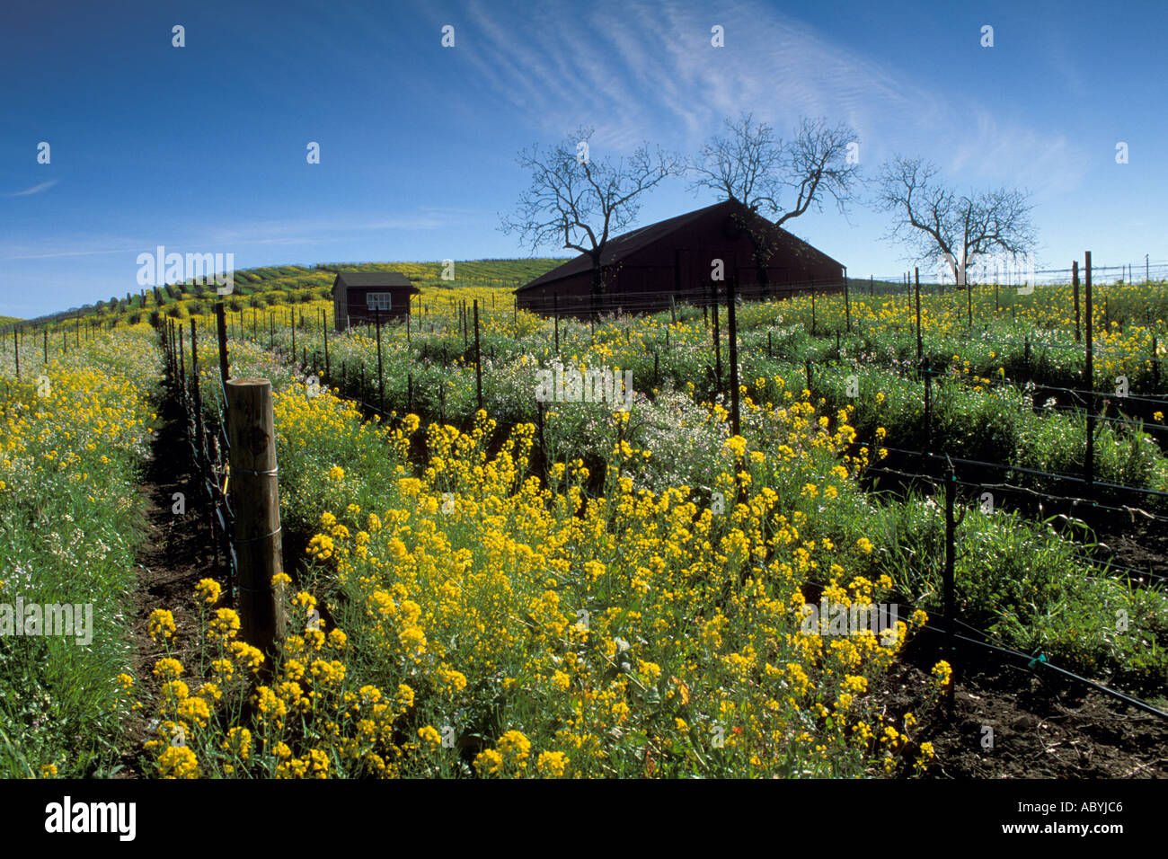 Barn and mustard flowers bloom in spring in a vineyard in the Carneros ...