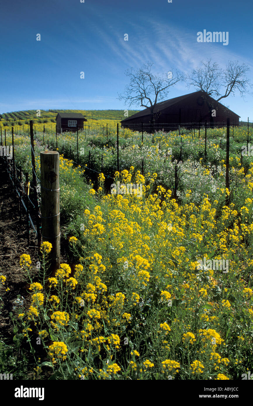 Vineyard filled with Mustard flowers in spring Carneros Region Napa ...