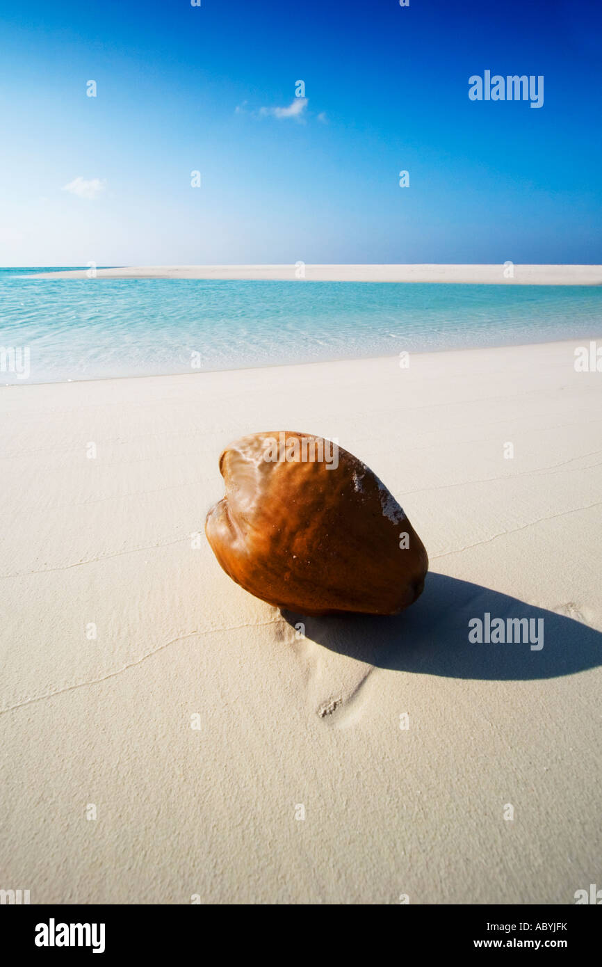 Coconut on beach The Maldives Stock Photo - Alamy