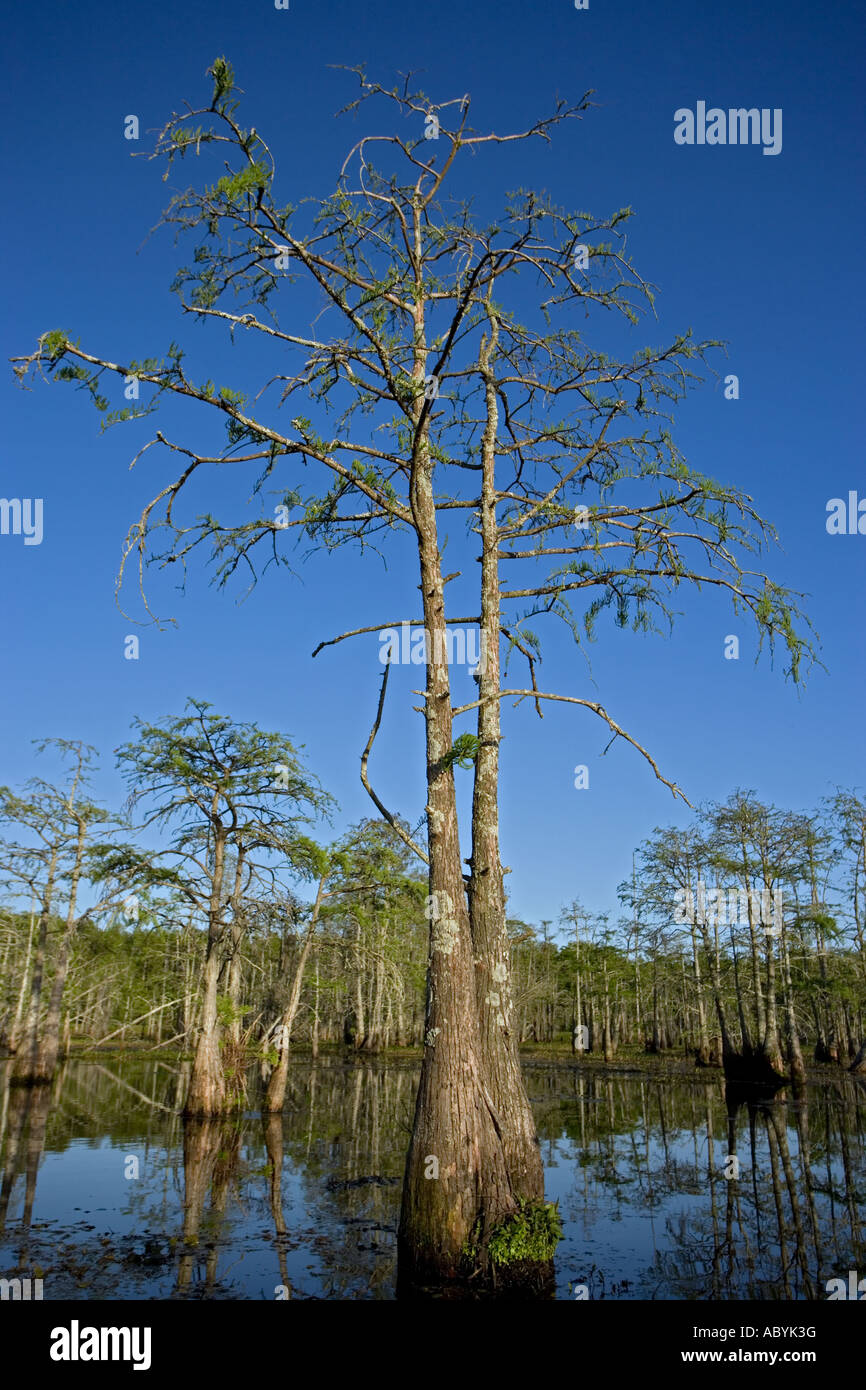 Bald Cypress Trees Taxodium distichum in Louisiana Swamp Louisiana USA ...