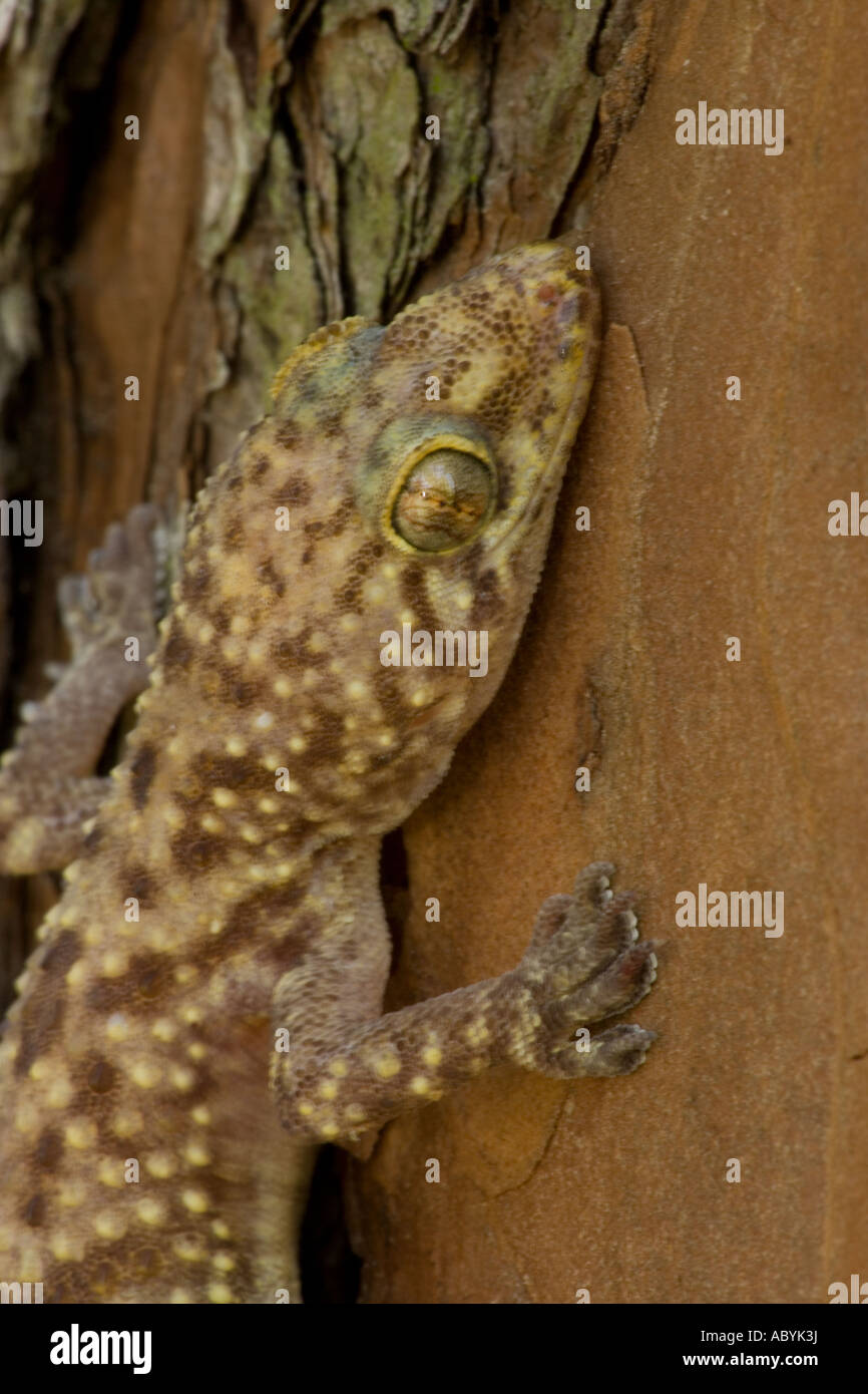 Mediterranean Gecko [Hemidactylus turcicus] Louisiana - USA - Head shot ...