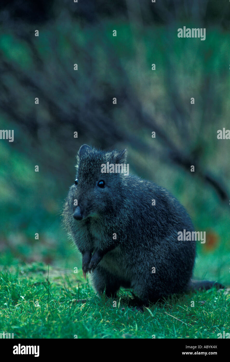 Long nosed Potoroo Potorous tridactylus Australia Commonly called Long ...