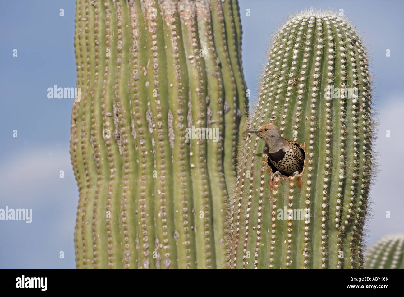 Gilded flicker colaptes chrysoides female hi-res stock photography and ...