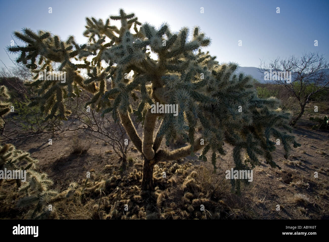 Cholla Cactus Opuntia spp Sonoran Desert Arizona Stock Photo - Alamy