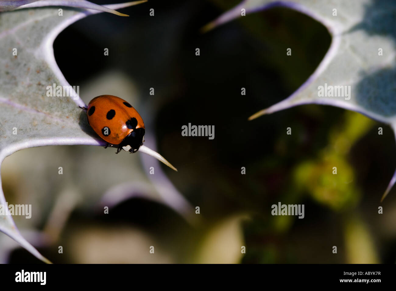 Seven Spot Ladybird Coccinellidae on a Sea Holly Plant, Kent England UK ...