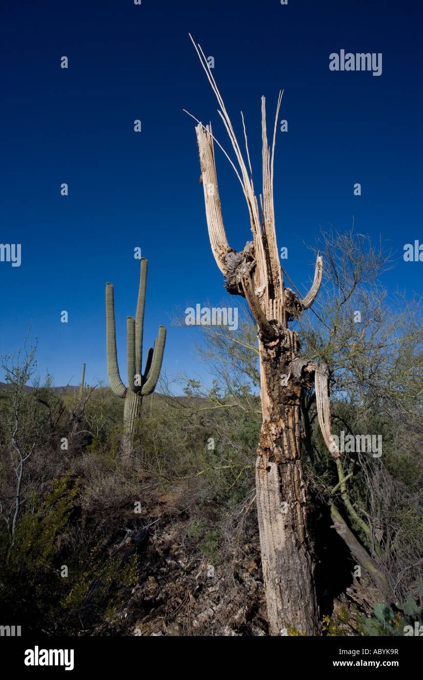 Dead Saguaro Cactus Carnegiea gigantea Sonoran Desert Arizona Showing ...