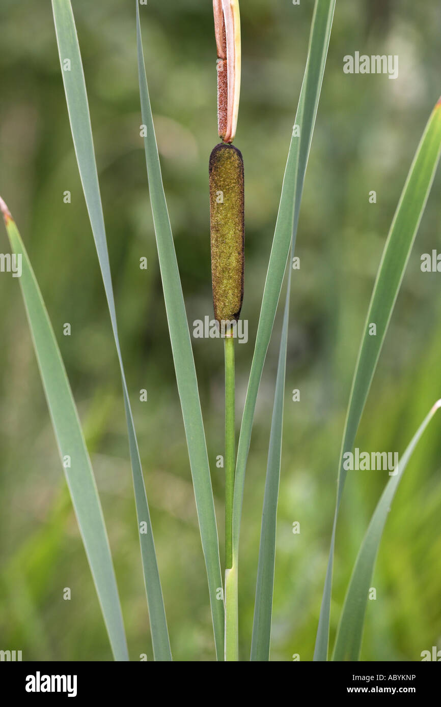Lesser Bulrush Typha angustifolia plant with seed head, Potteric Carr ...