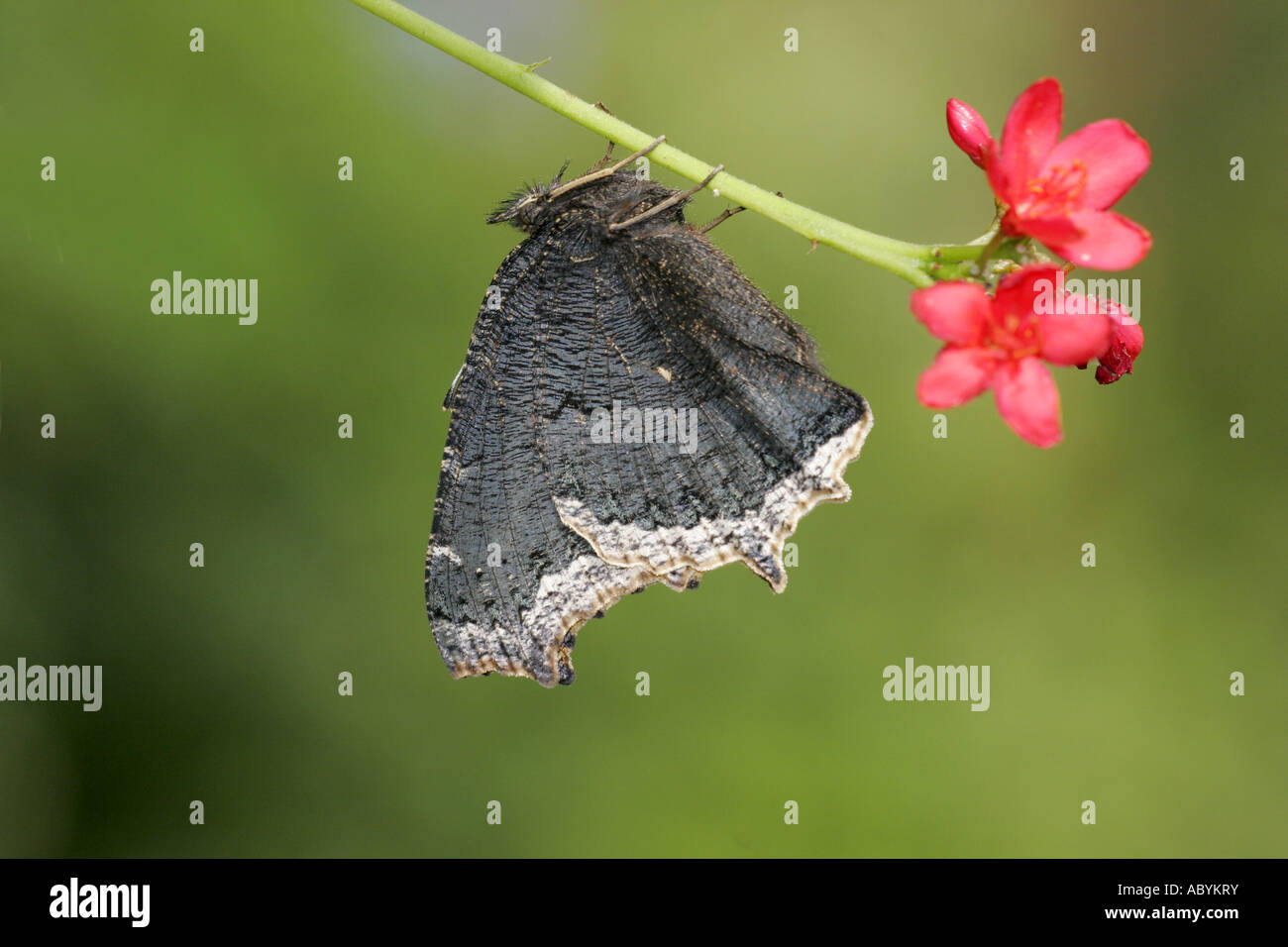 Mourning Cloak butterfly profile view Stock Photo - Alamy