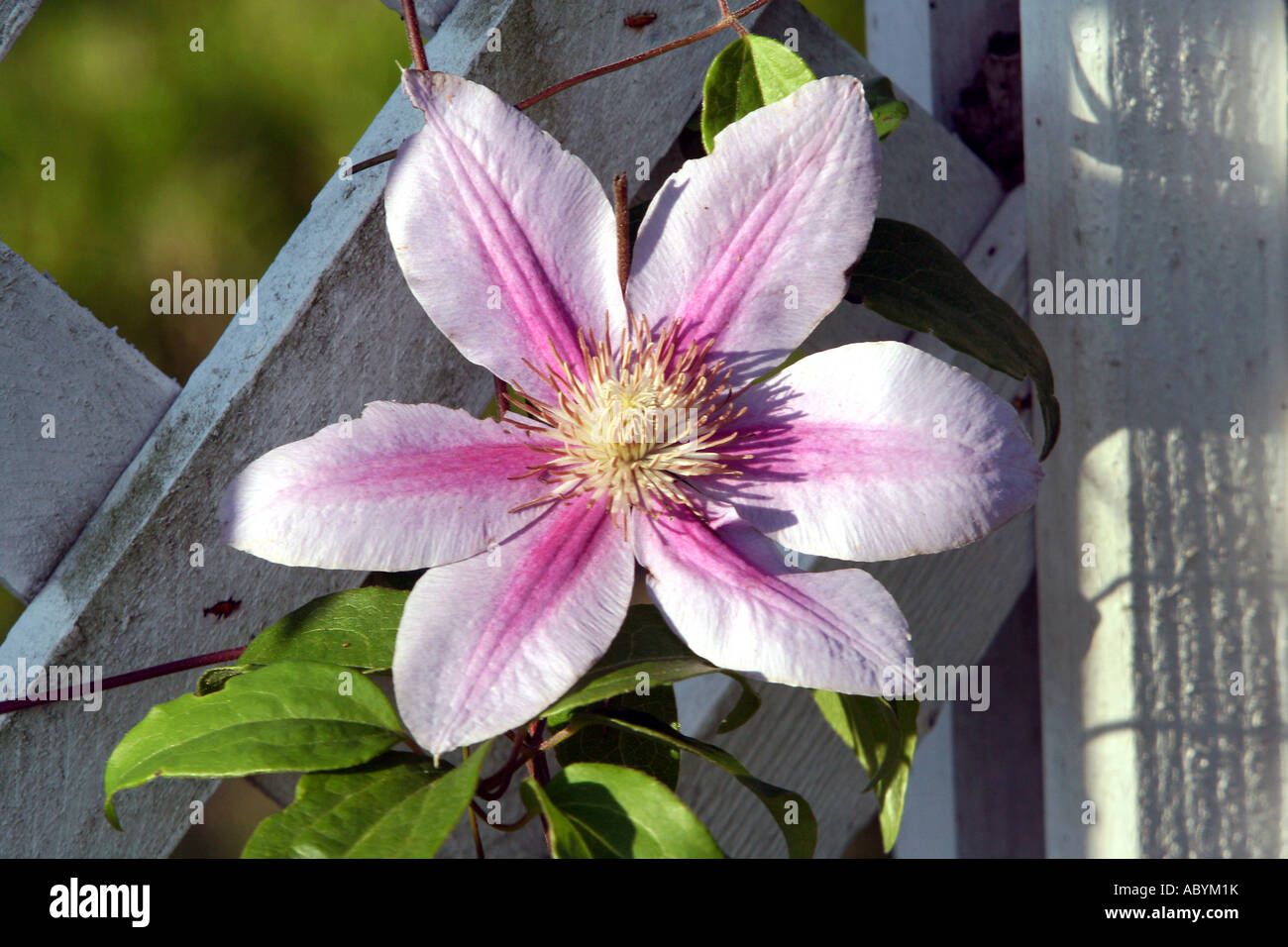 Climbing pink Clematis Stock Photo - Alamy
