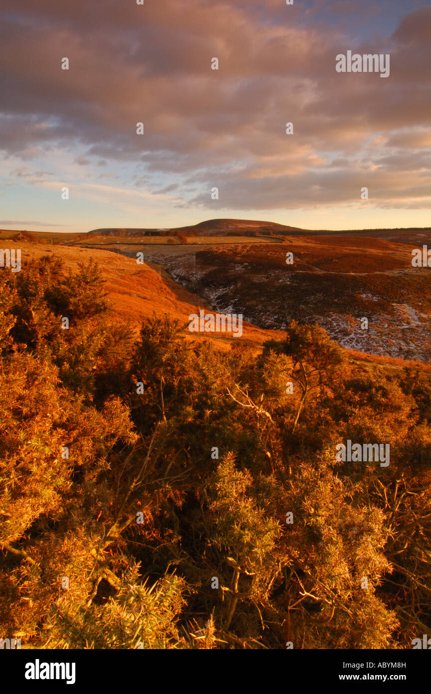 Black hambleton hi-res stock photography and images - Alamy