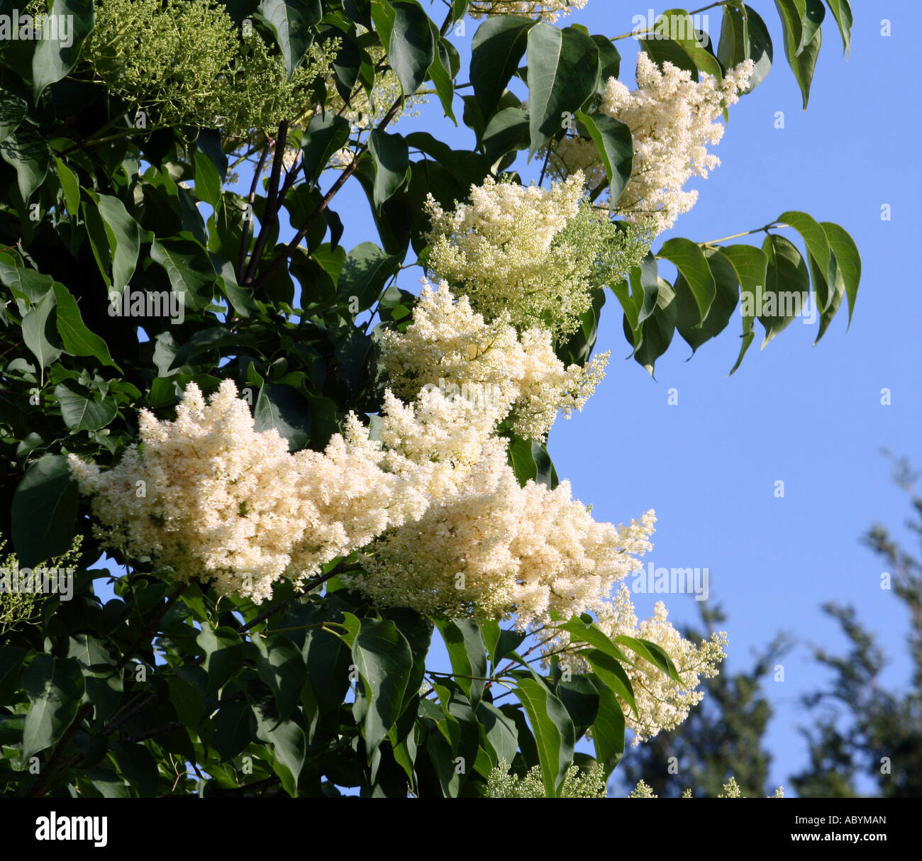 Syringa reticulata hi-res stock photography and images - Alamy