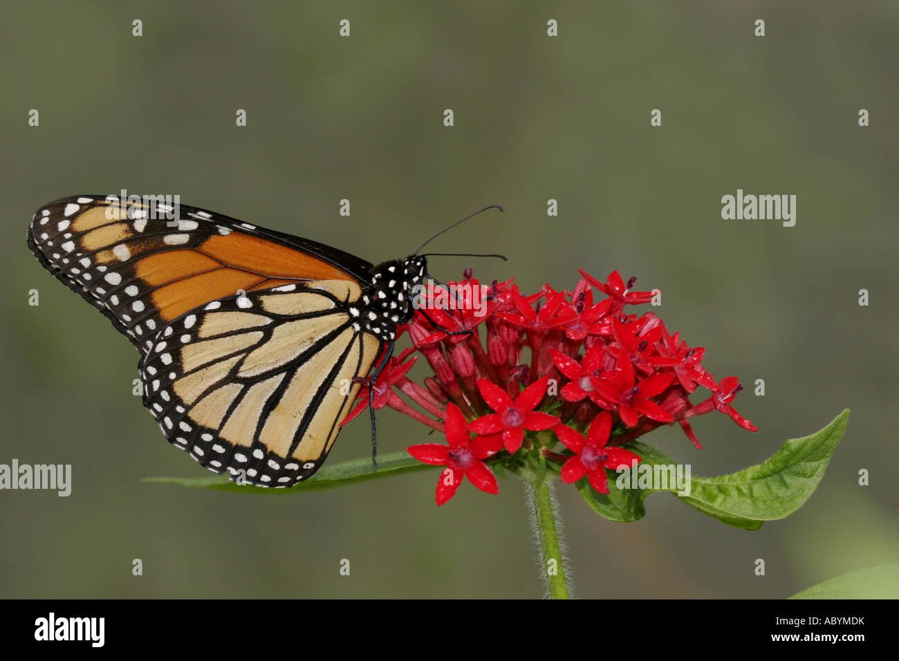 Monarch profile view hi-res stock photography and images - Alamy