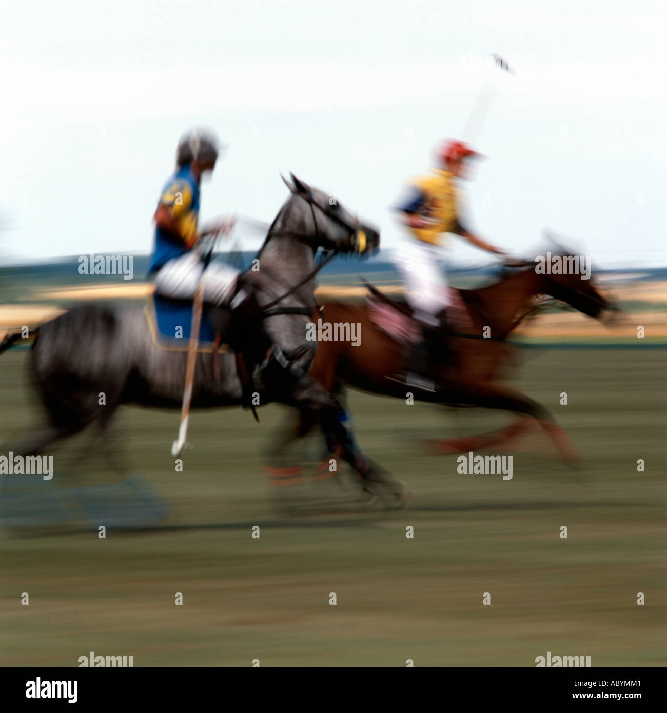 Polo pony ponies hi-res stock photography and images - Alamy
