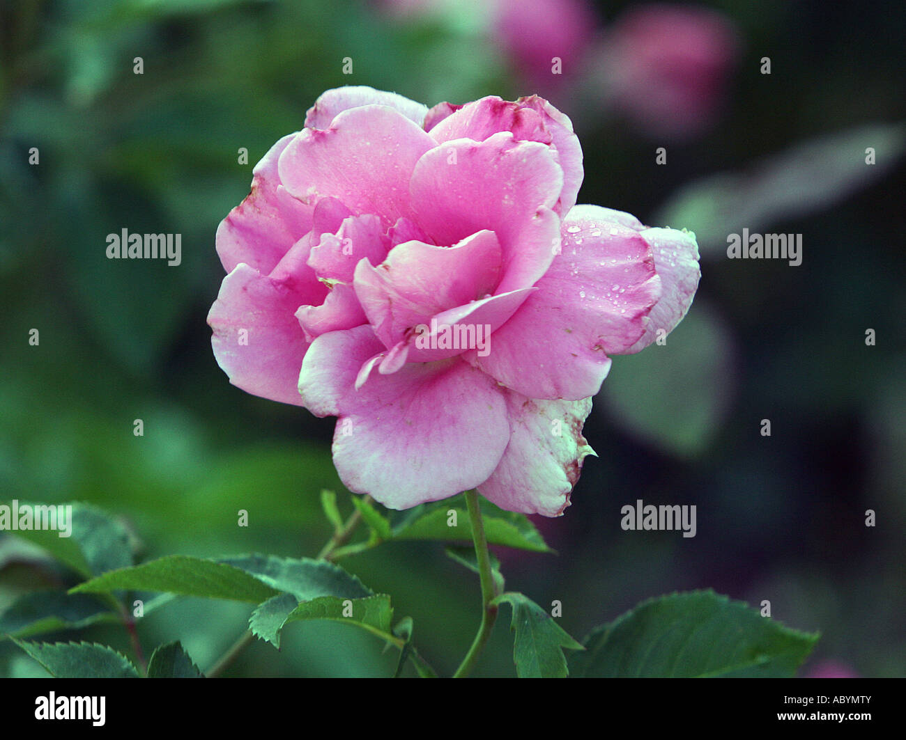 A stunning pink rose Stock Photo - Alamy