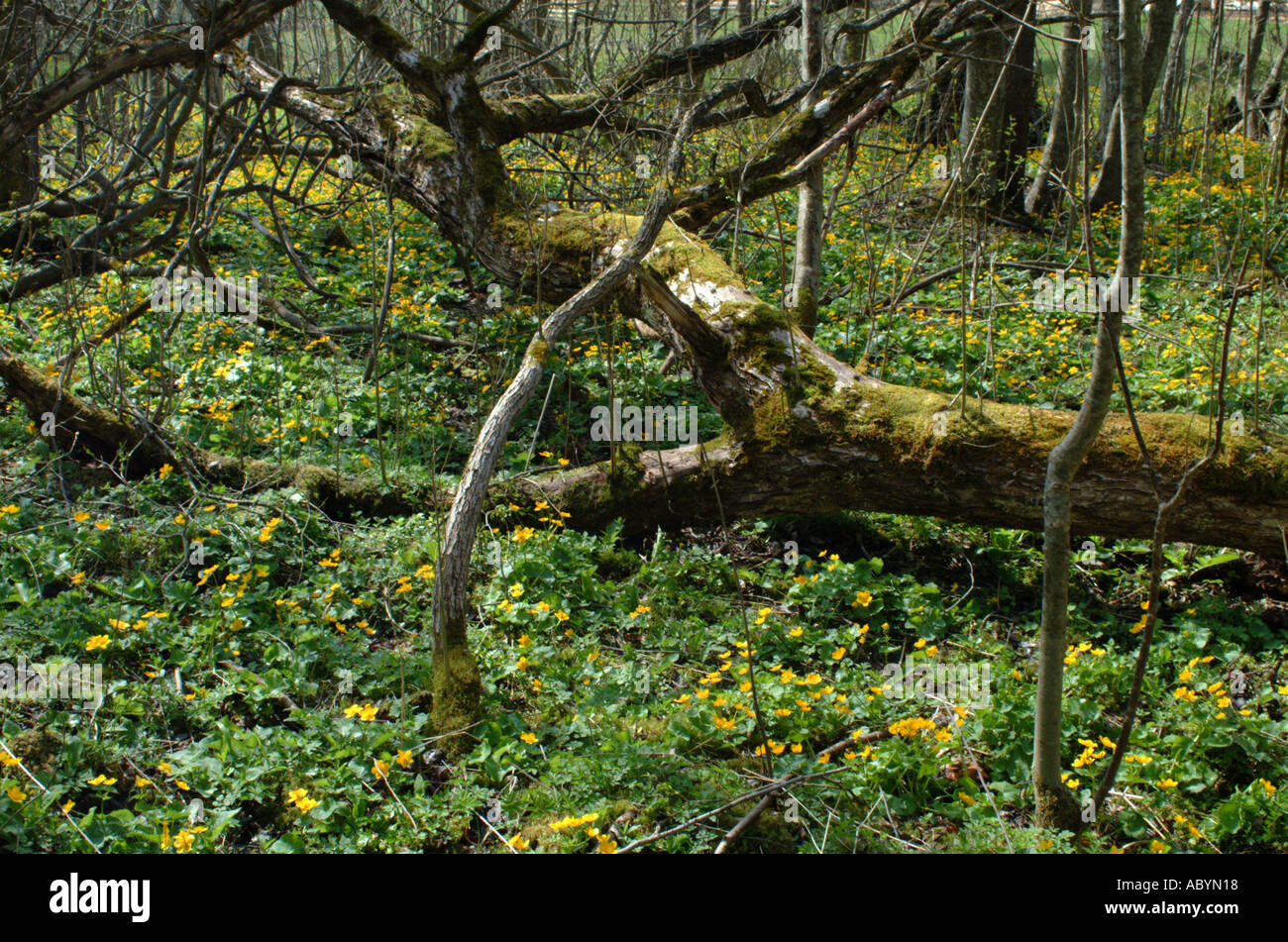 Fresh green vegetation in spring season time on Tarcau River Valley ...