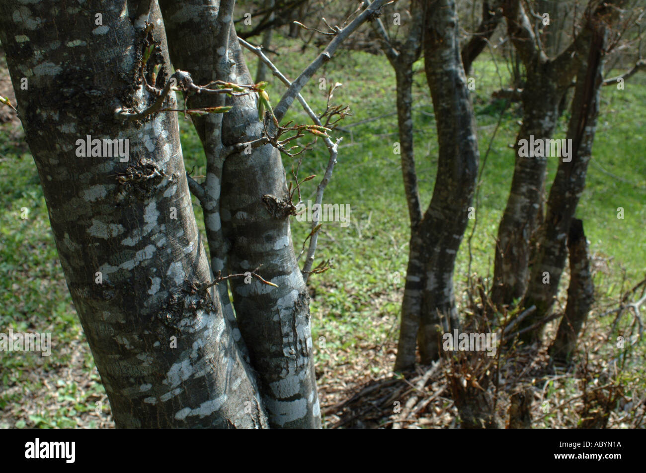 Fresh green vegetation in spring season time on Tarcau River Valley ...