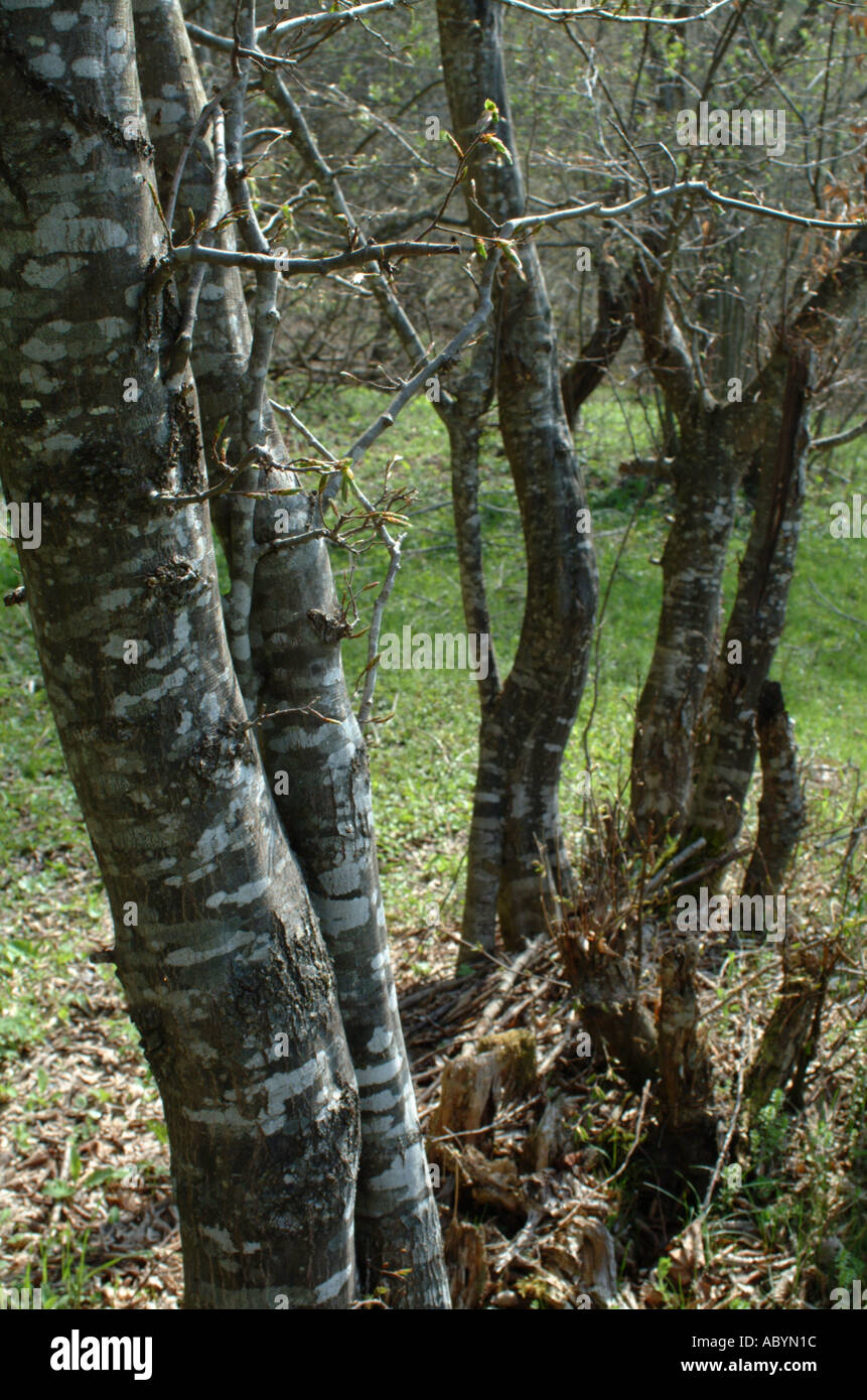 Fresh green vegetation in spring season time on Tarcau River Valley ...