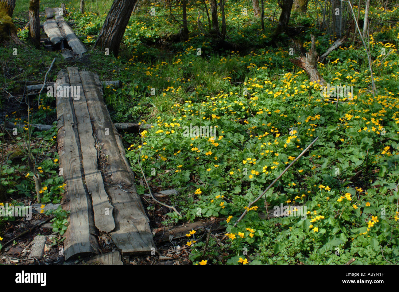 Fresh green vegetation in spring season time on Tarcau River Valley ...