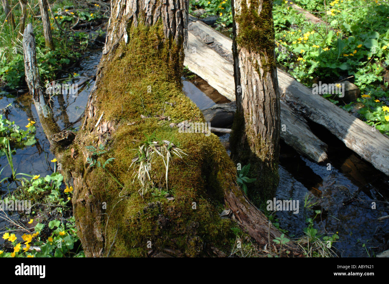 Fresh green vegetation in spring season time on Tarcau River Valley ...