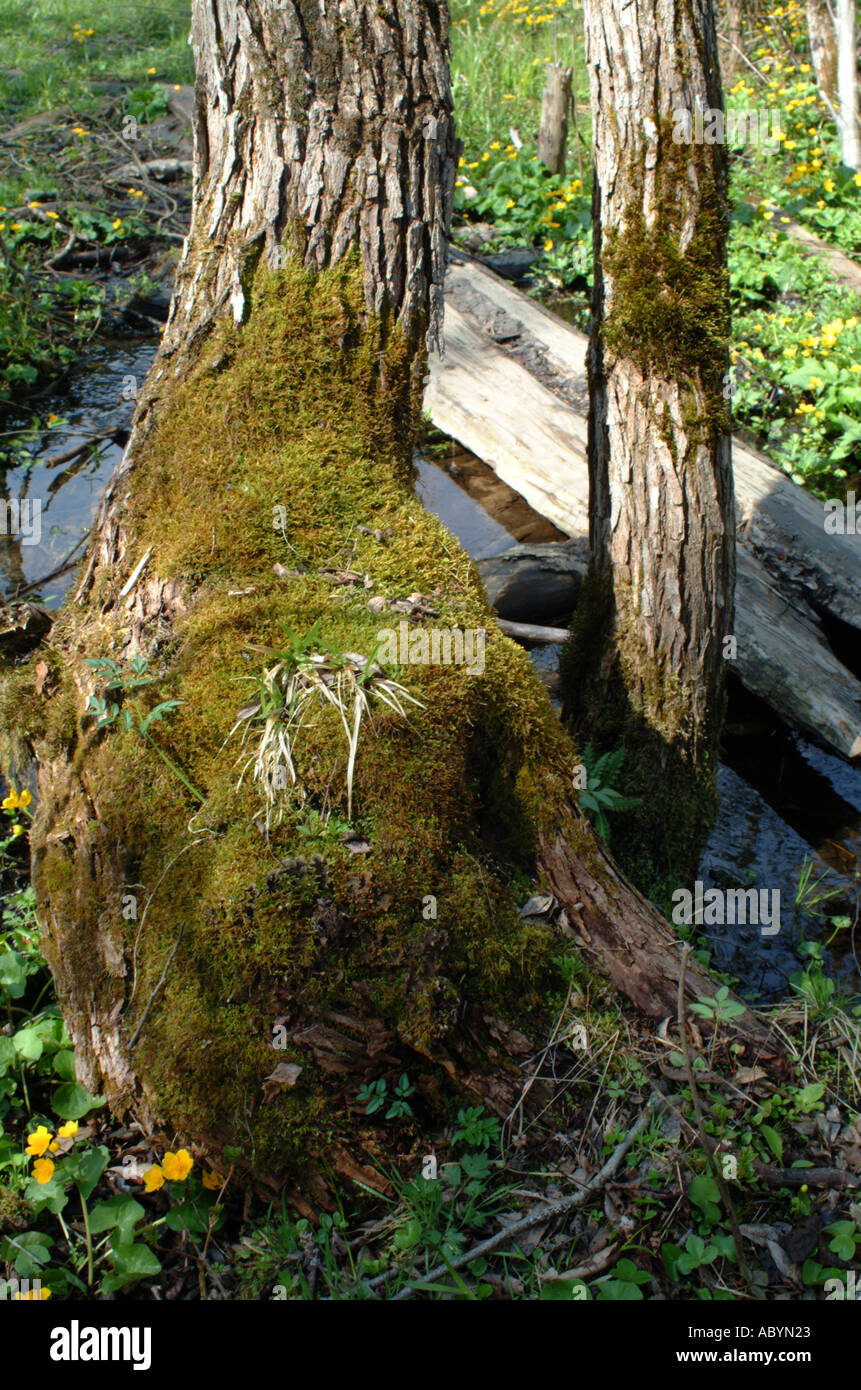 Fresh green vegetation in spring season time on Tarcau River Valley ...