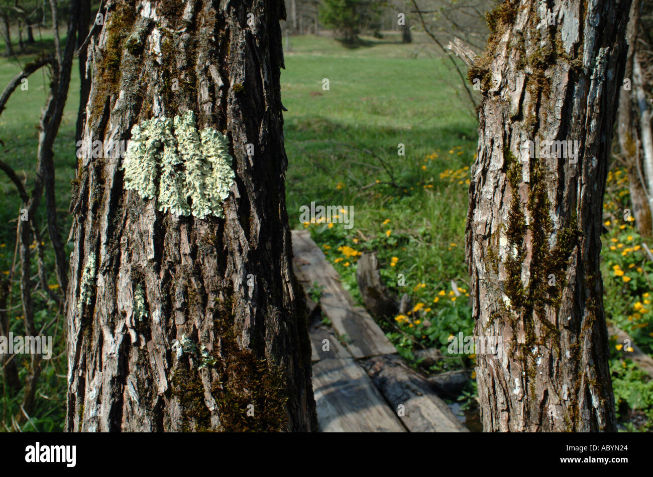 Fresh green vegetation in spring season time on Tarcau River Valley ...