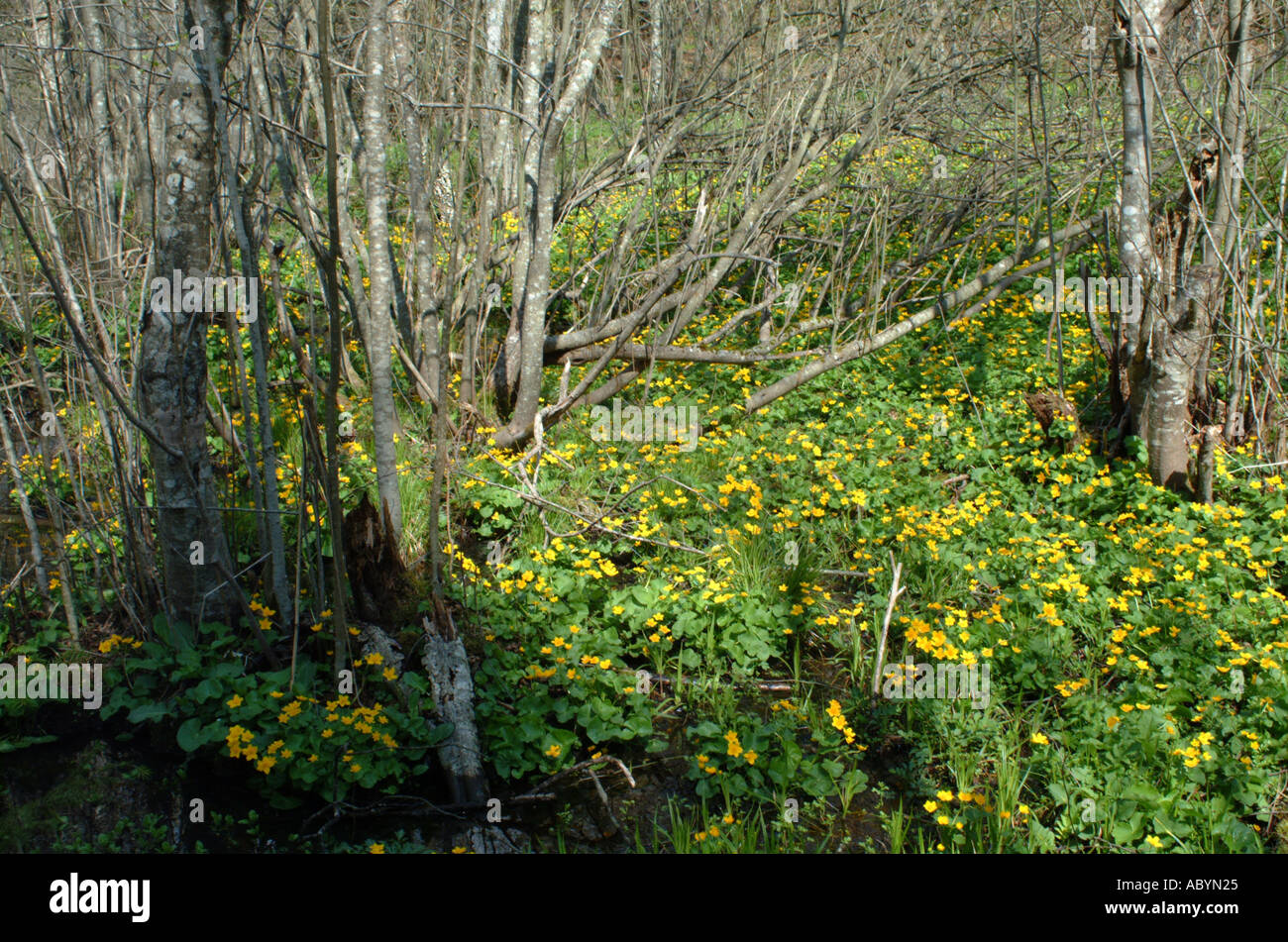 Fresh green vegetation in spring season time on Tarcau River Valley ...