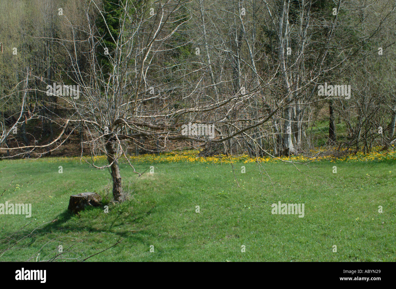 Fresh green vegetation in spring season time on Tarcau River Valley ...