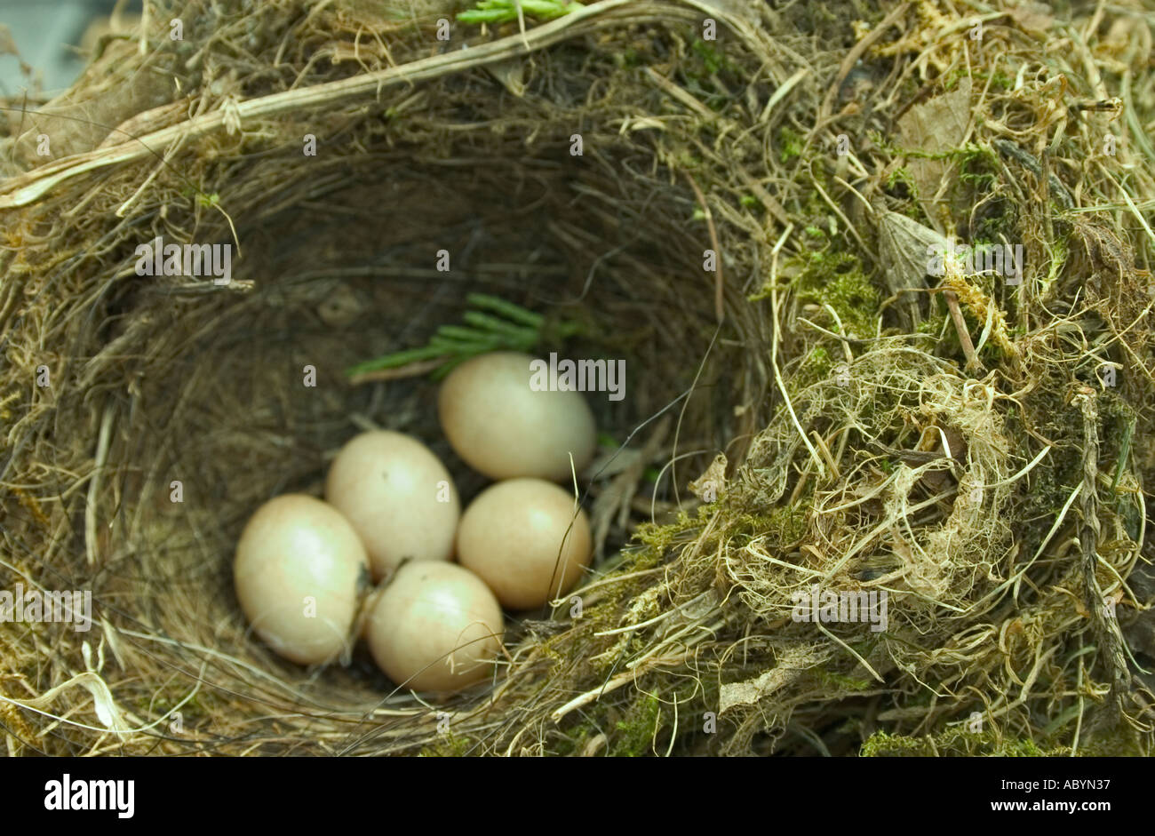 Watching eggs hatch hi-res stock photography and images - Alamy