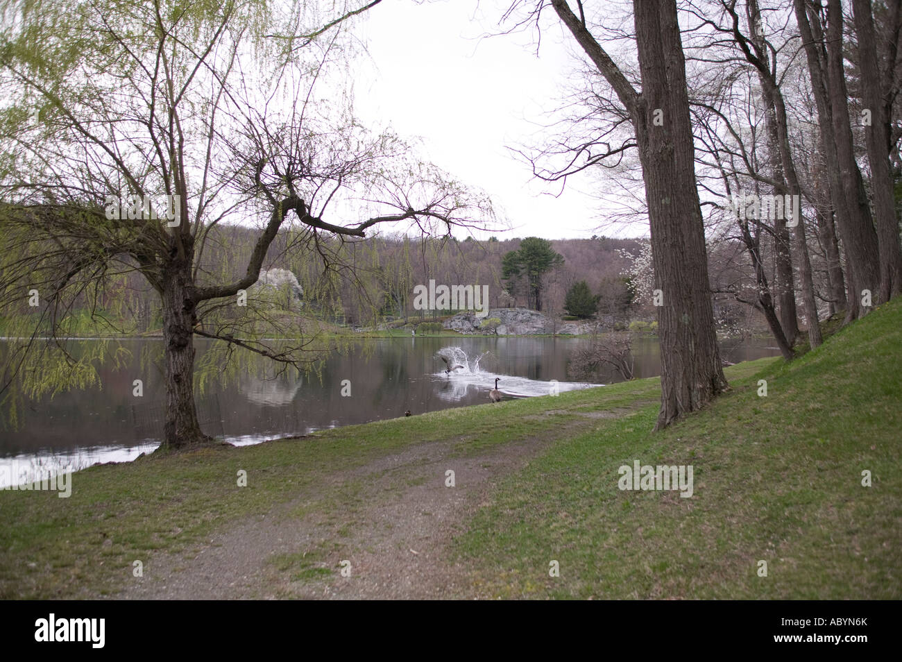 Swans playing in a lake in the woods Stock Photo - Alamy