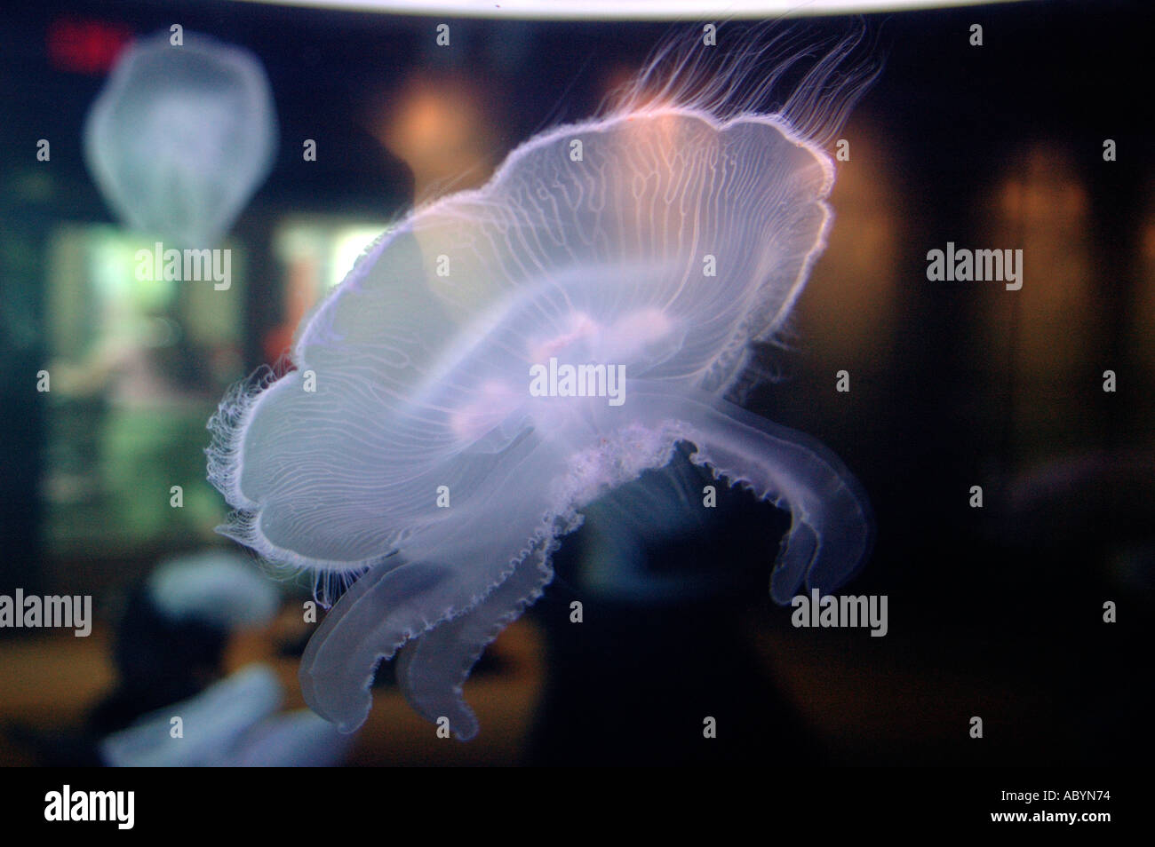 Free floating jellyfish hi-res stock photography and images - Alamy