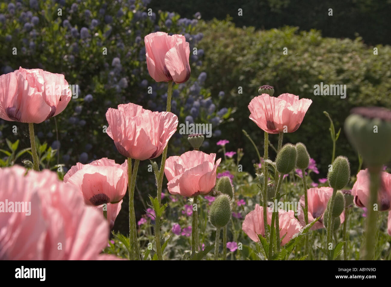 Field pink flowers poppies bees hi-res stock photography and images - Alamy