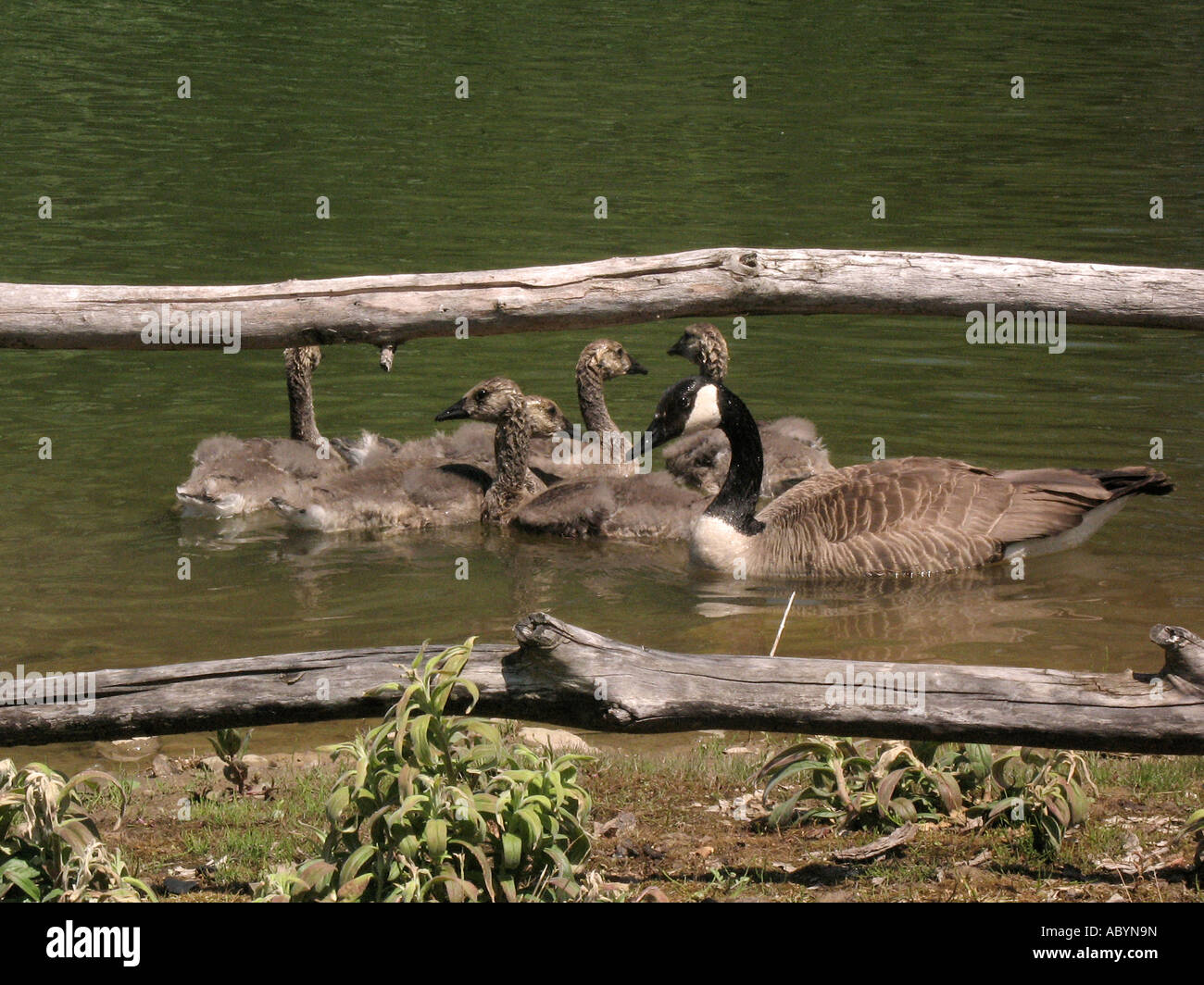 Waterfowl protector hi-res stock photography and images - Alamy