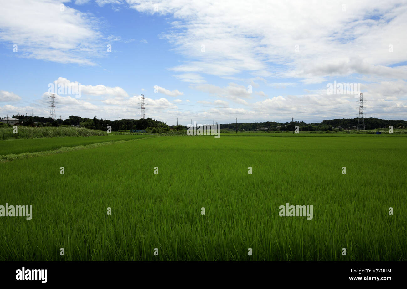 Rice field in Chiba Prefecture, Japan Stock Photo - Alamy