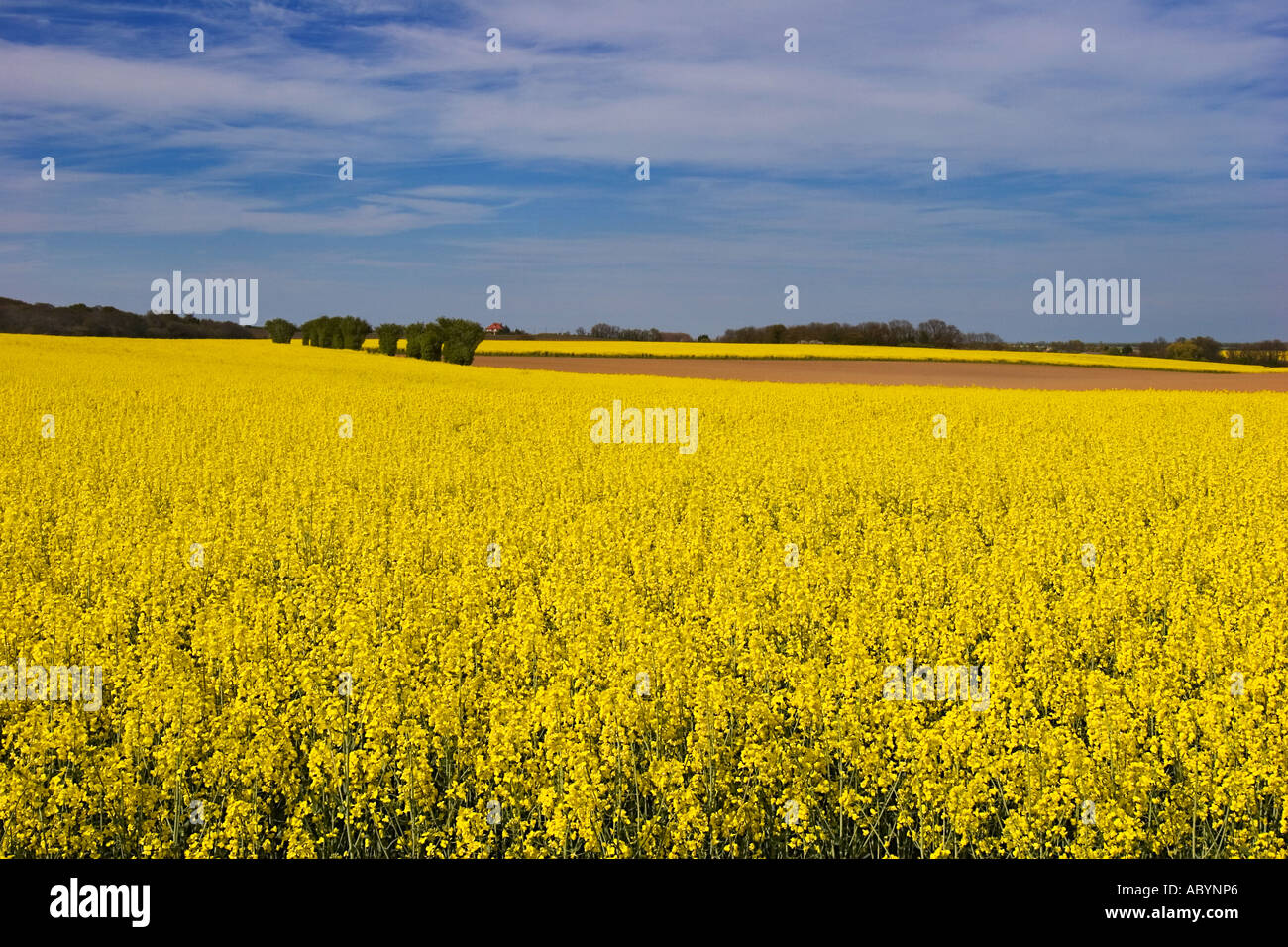 May begins in the Garden of England Stock Photo - Alamy