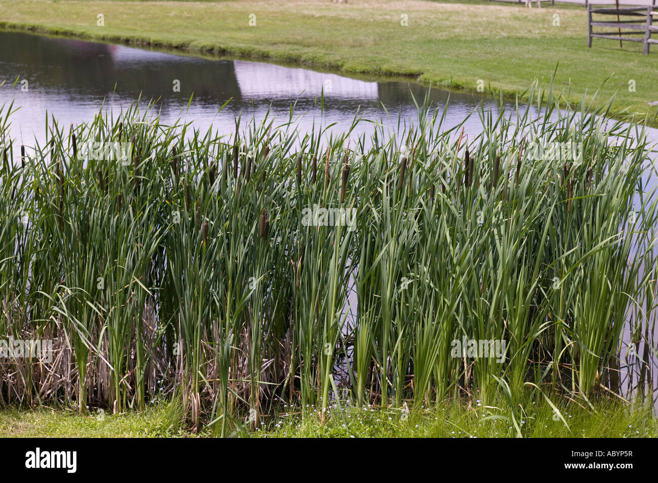 Cattails in a pond in upstate New York Stock Photo - Alamy
