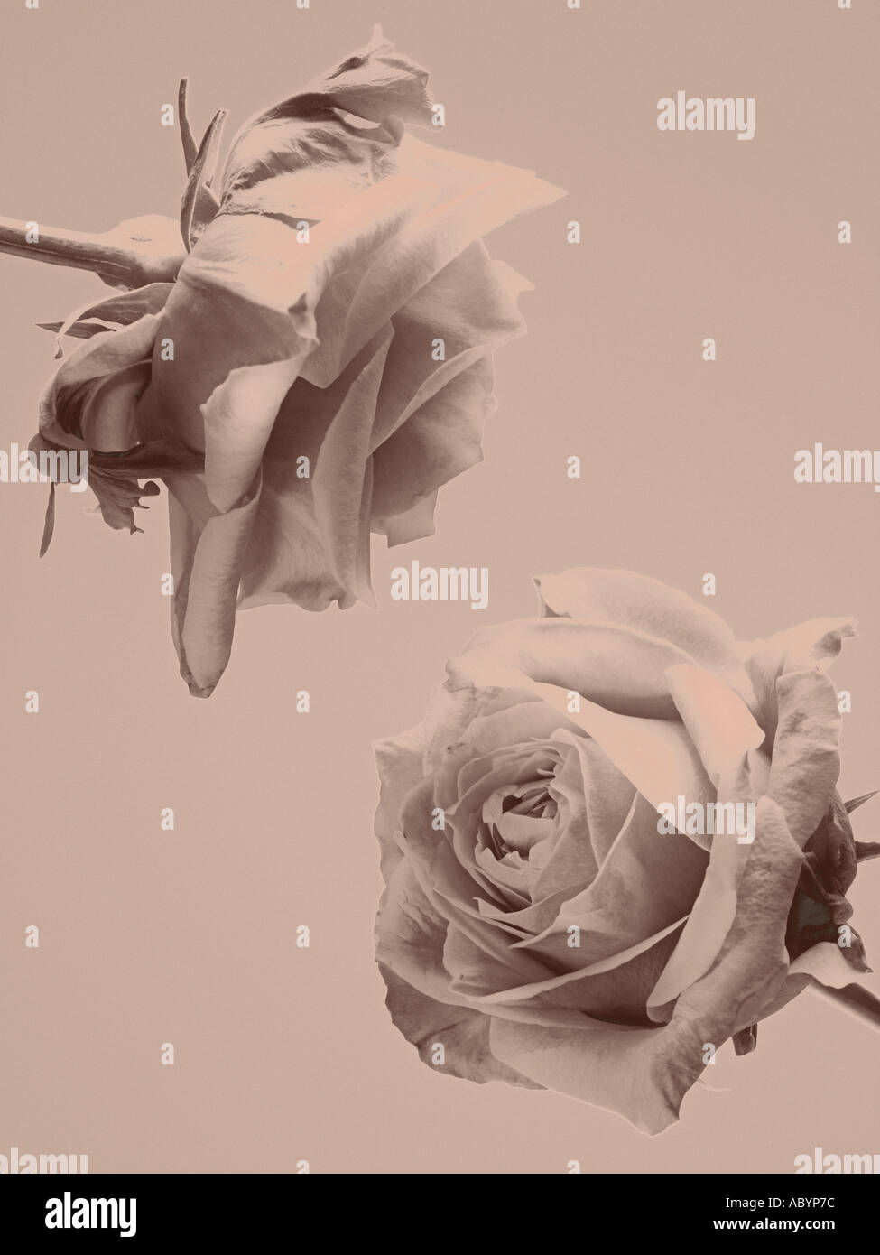 Antique roses hi-res stock photography and images - Alamy