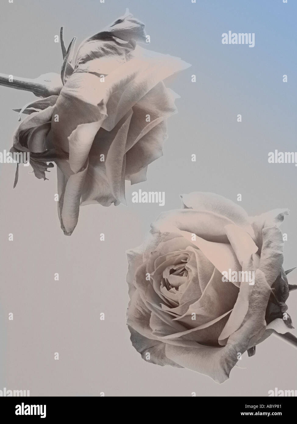 Sepia roses hi-res stock photography and images - Alamy