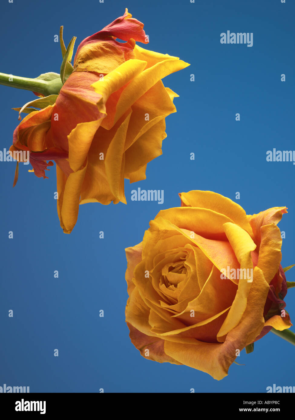 Two dozen roses hi-res stock photography and images - Alamy