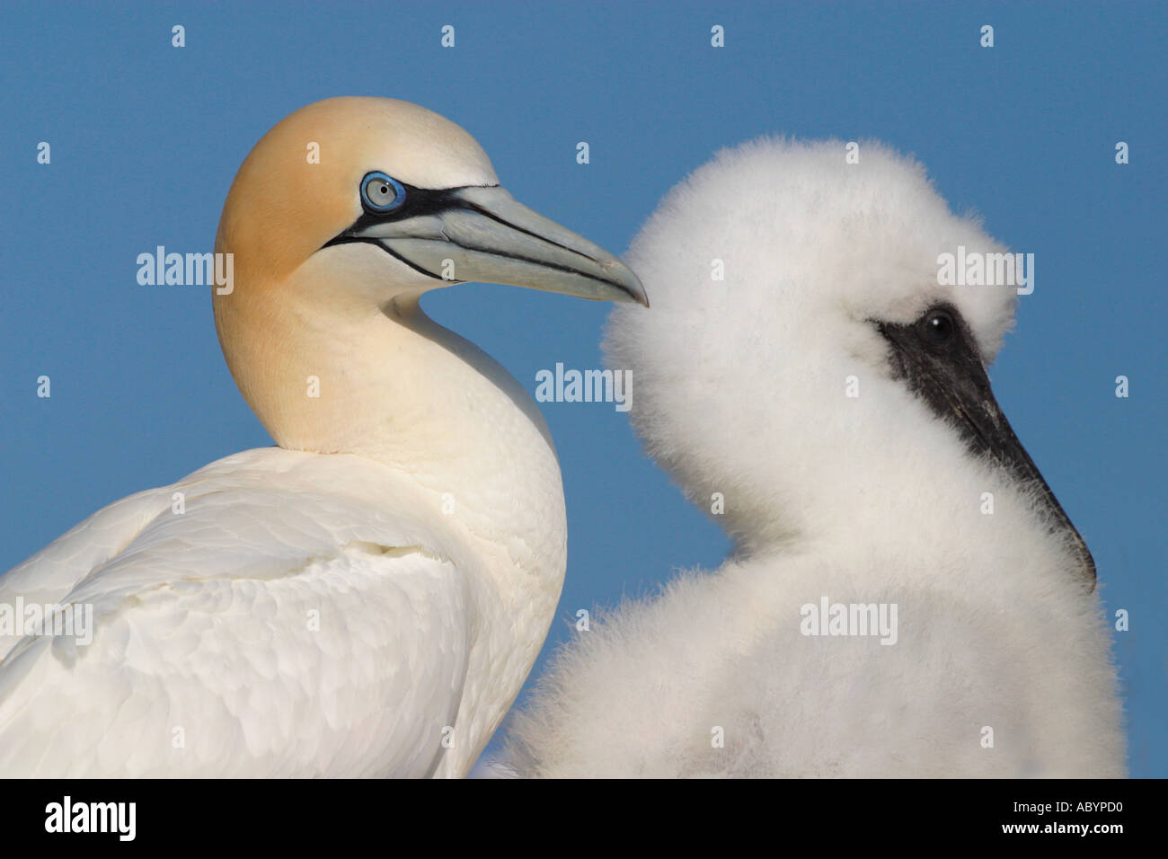 Northern Gannet chick and mother preening Morus Bassanus Saltee Islands ...