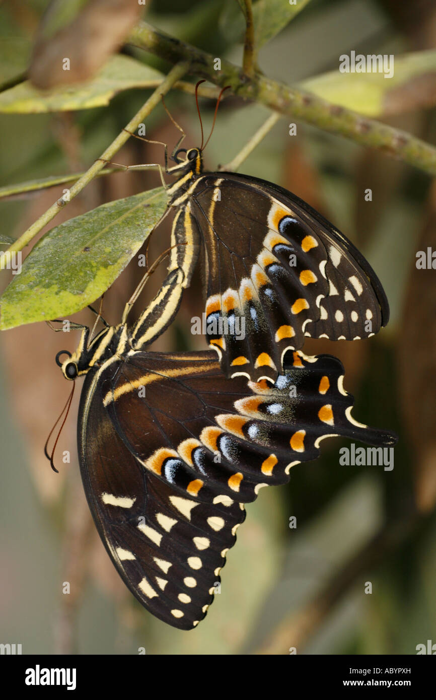 Palamedes Swallowtail butterflies mating Stock Photo - Alamy