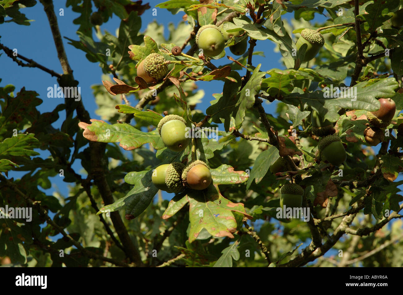 Acorns of the Pedunculate Oak or English Oak Stock Photo - Alamy