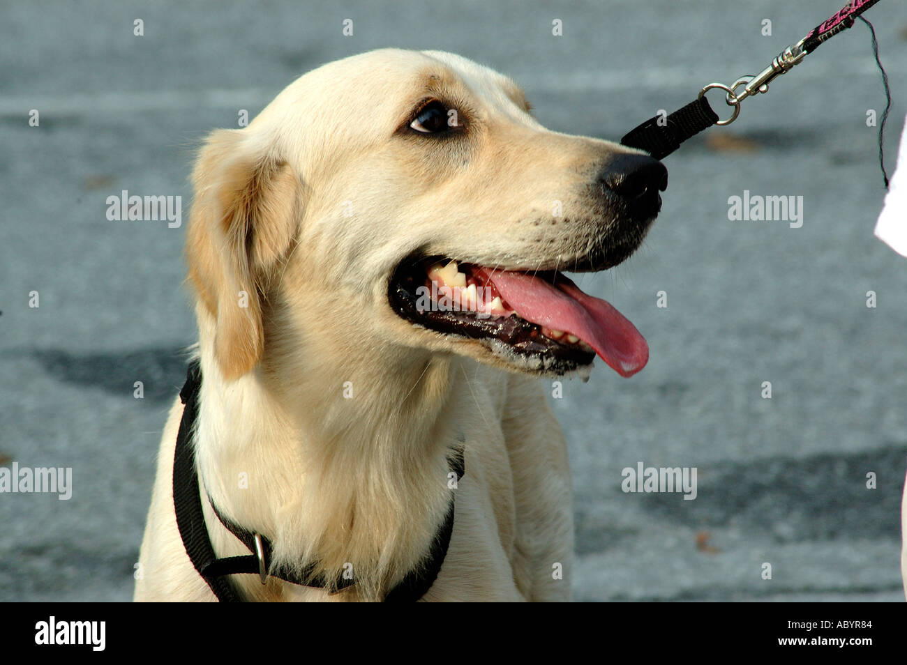 Dog on a leash Stock Photo - Alamy