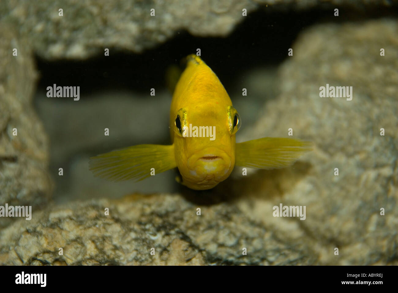 Golden Cichlid a fresh water fish from Lake Malawi Africa Stock Photo ...