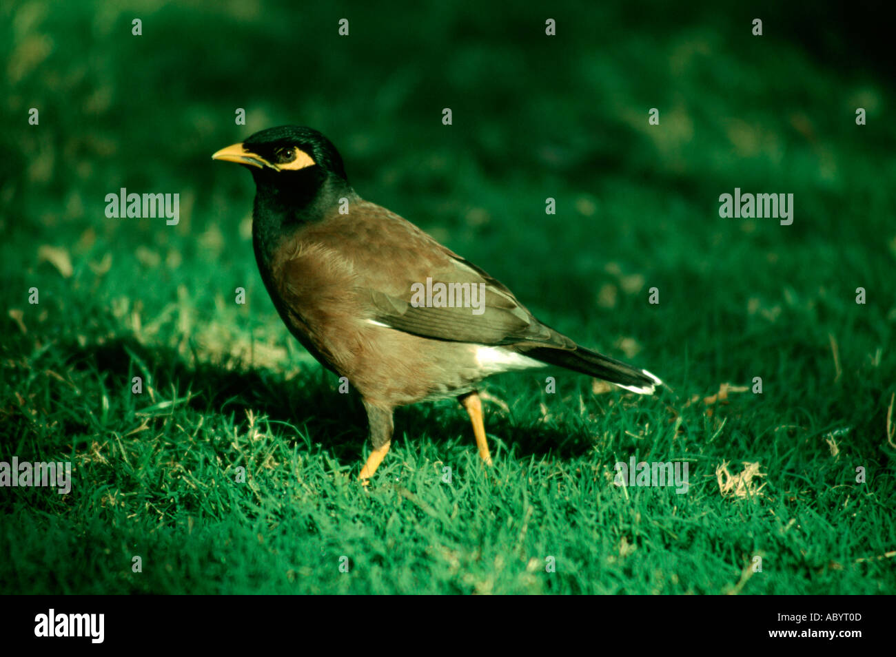 Common Indian Mynah Stock Photo - Alamy