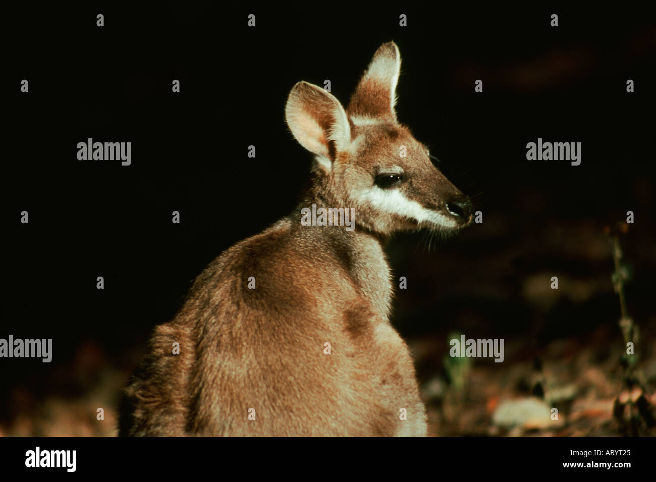 Pretty face wallaby hi-res stock photography and images - Alamy