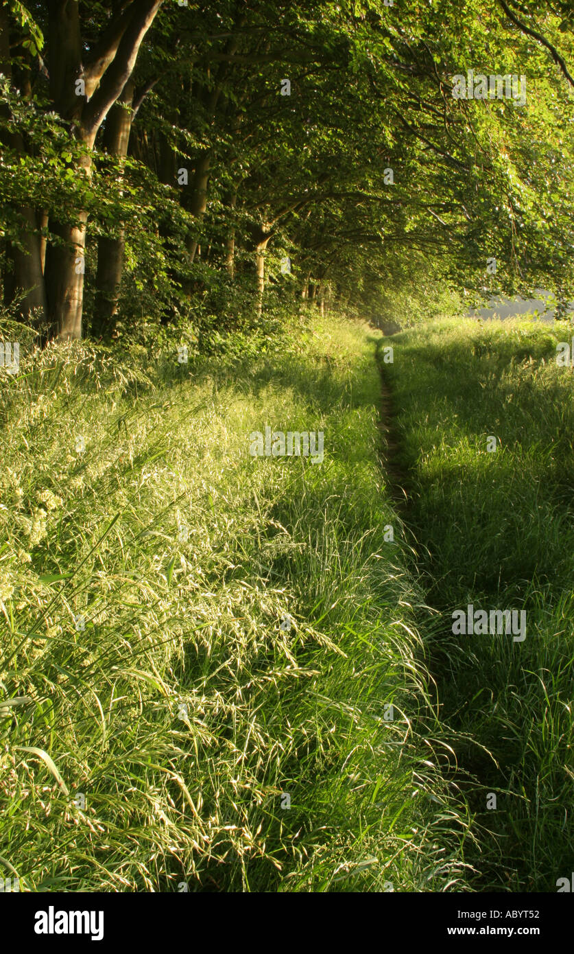 A footpath along the edge of the woods in rural Norfolk England UK ...