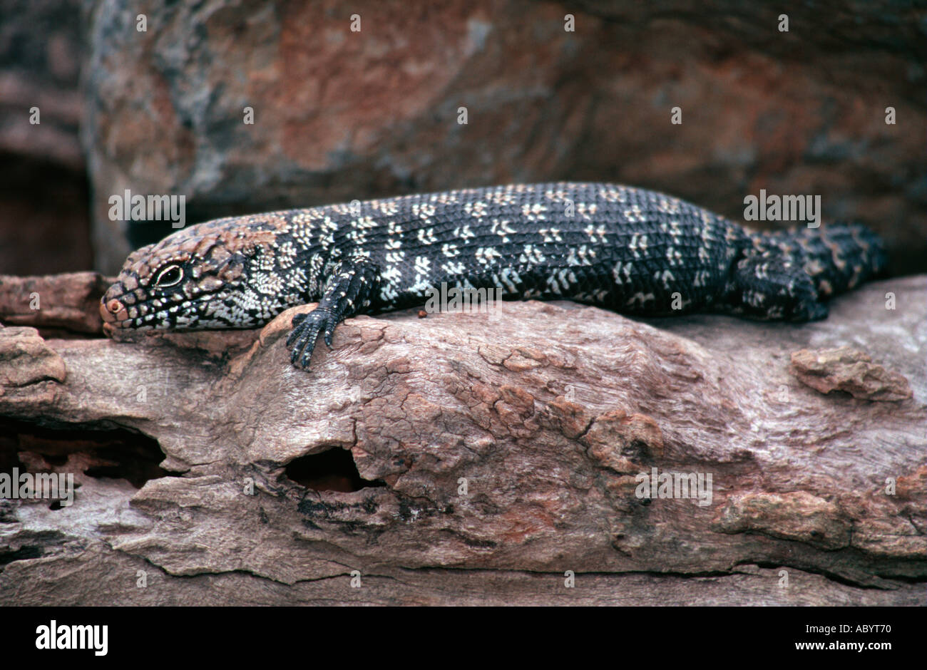 Cunningham skink Australian lizard Stock Photo - Alamy