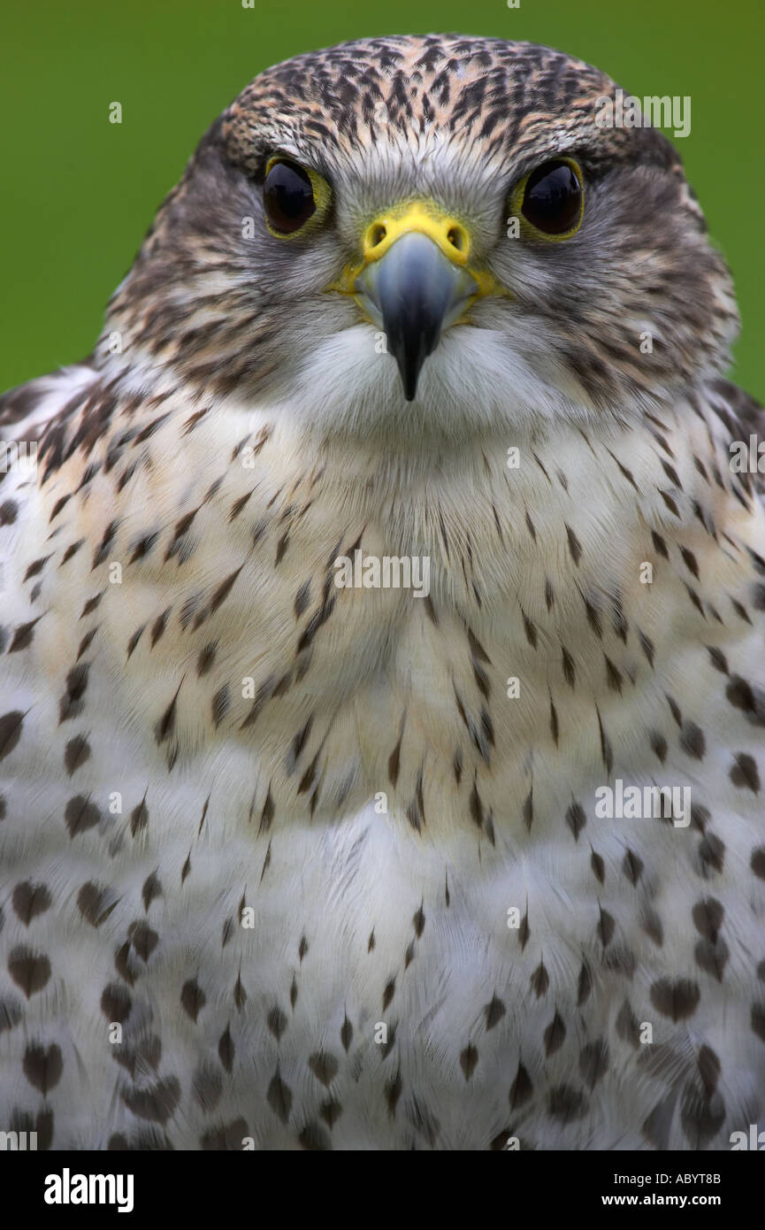 Saker falcon taken at a game fair in tabley cheshire uk Stock Photo - Alamy