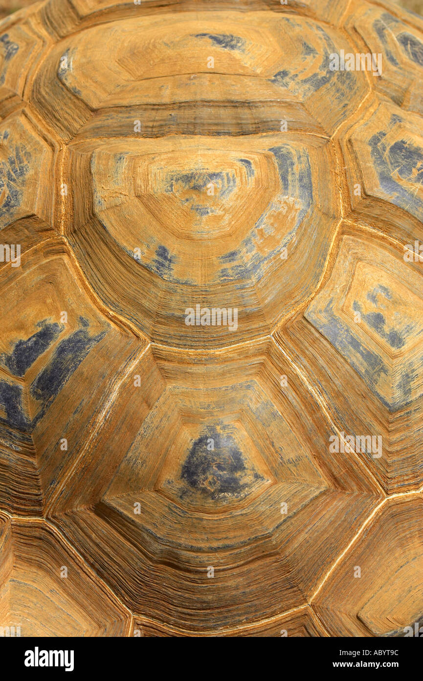 Giant tortoise shell taken at twycross zoo, Leicestershire uk Stock ...