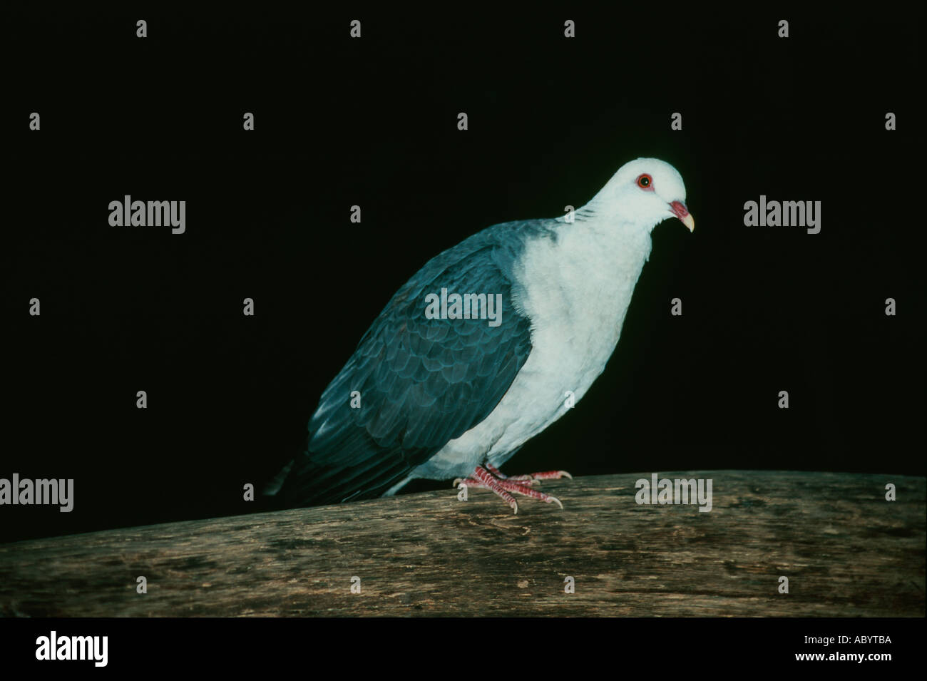 White headed pigeon hi-res stock photography and images - Alamy